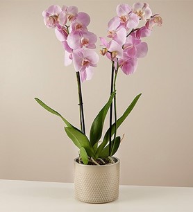 Orkide | Çiçek Mağazam